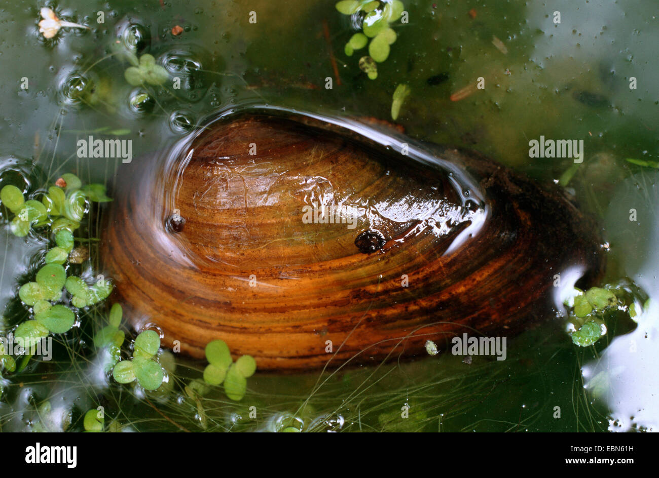 painter's mussel (Unio pictorum, Pollicepes pictorum), lying in ...
