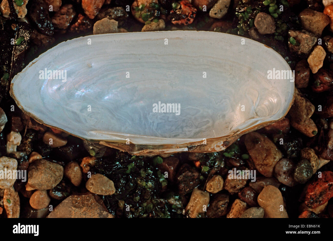 painter's mussel (Unio pictorum, Pollicepes pictorum), shell lying at ...
