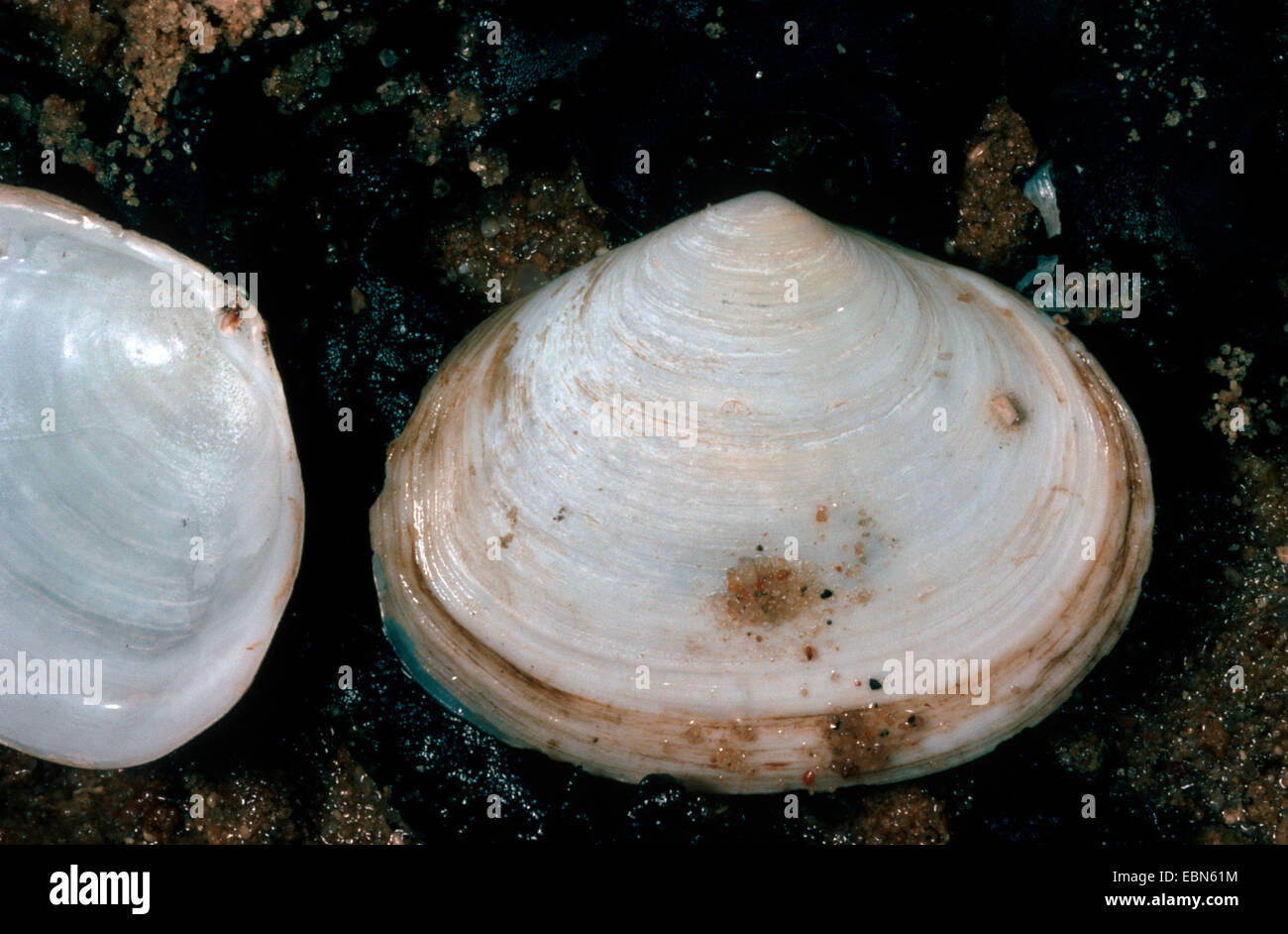 Muddy shells hi-res stock photography and images - Alamy
