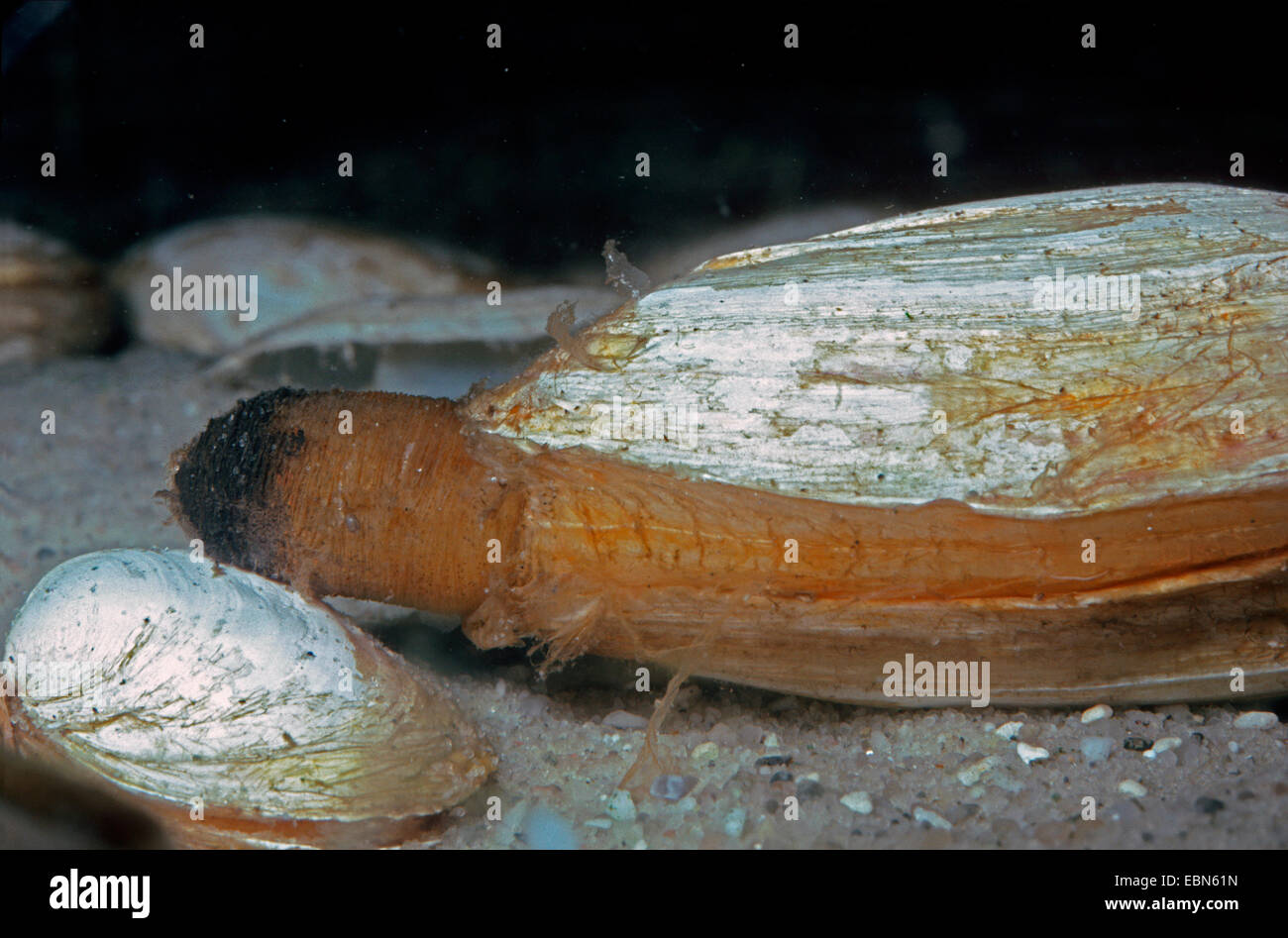 sand gaper, soft-shelled clam, softshell clam, large-neck clam, steamer ...