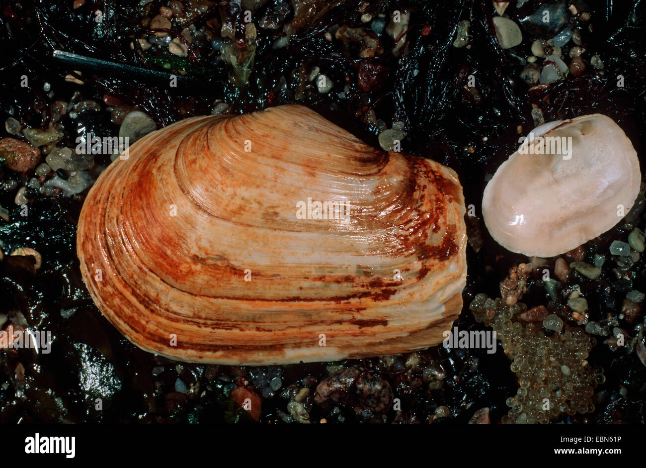 blunt gaper clam, truncate softshell (clam) (Mya truncata), lying in ...