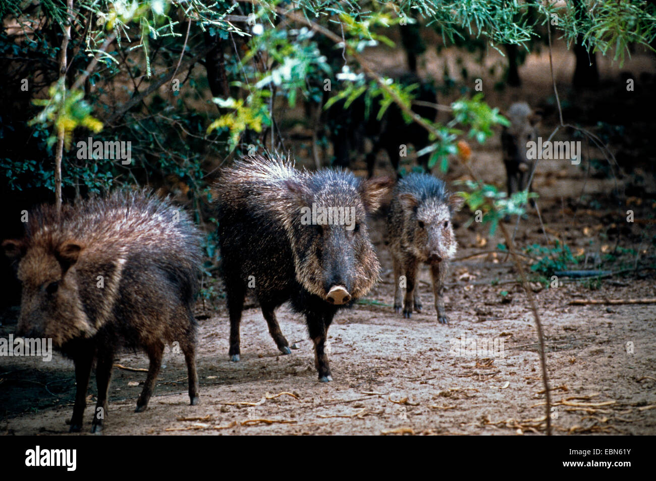 Chacoan peccary, hi-res stock photography and images - Alamy
