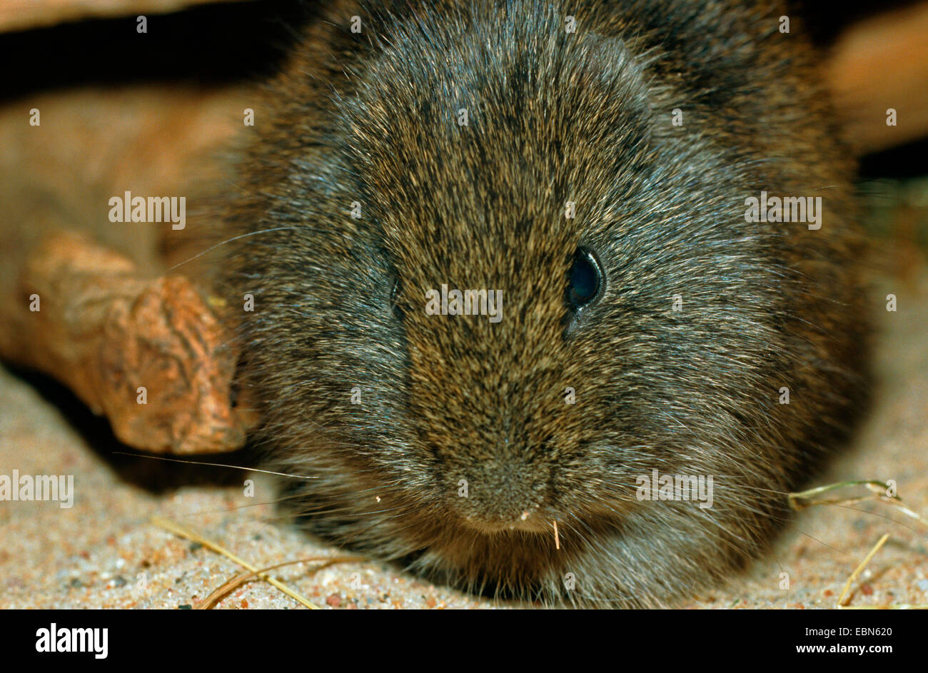 Cavy, Brazilian Guinea pig (Cavia aperea), portrait Stock Photo - Alamy
