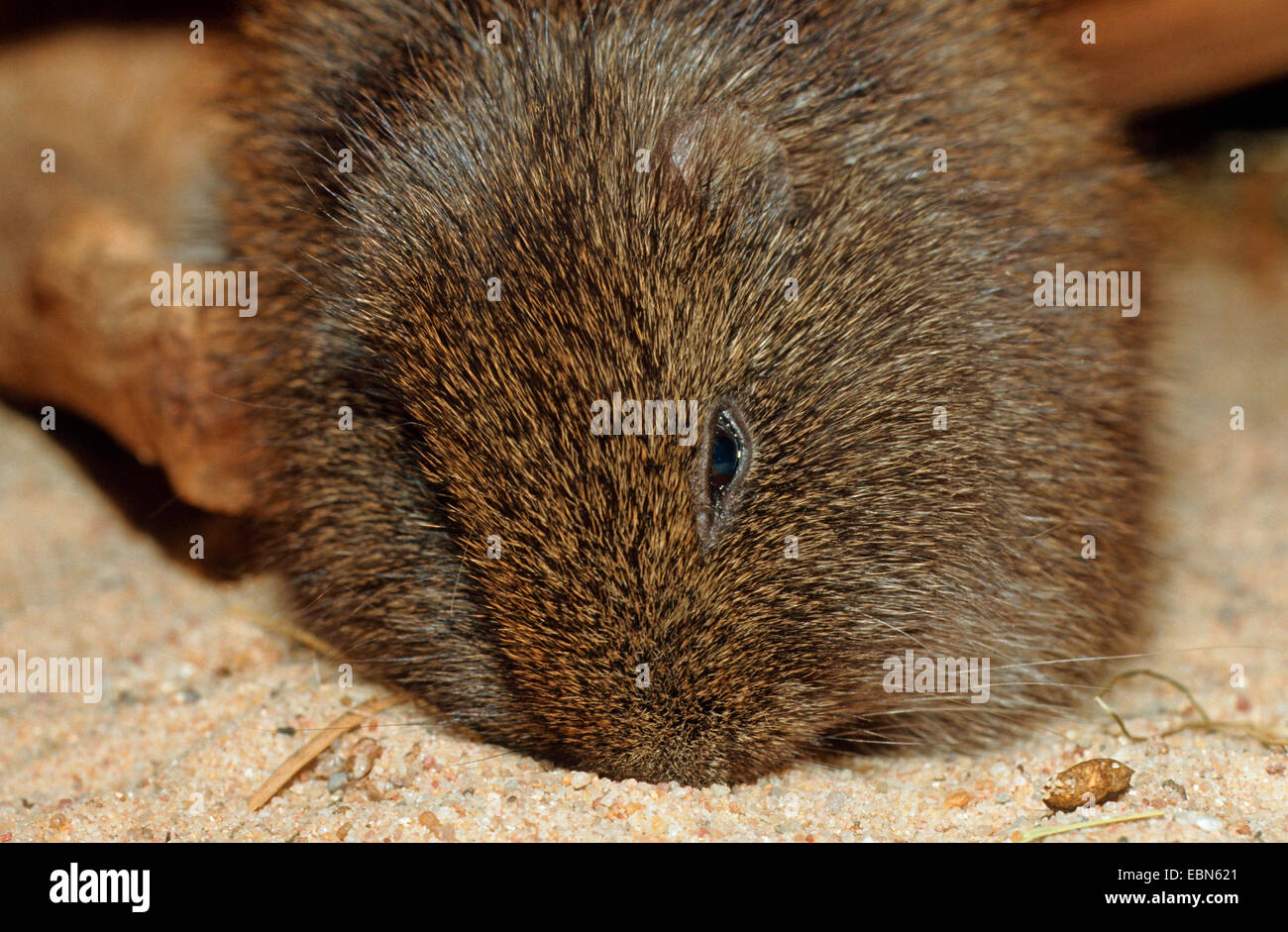 Brazilian rodent hi-res stock photography and images - Alamy