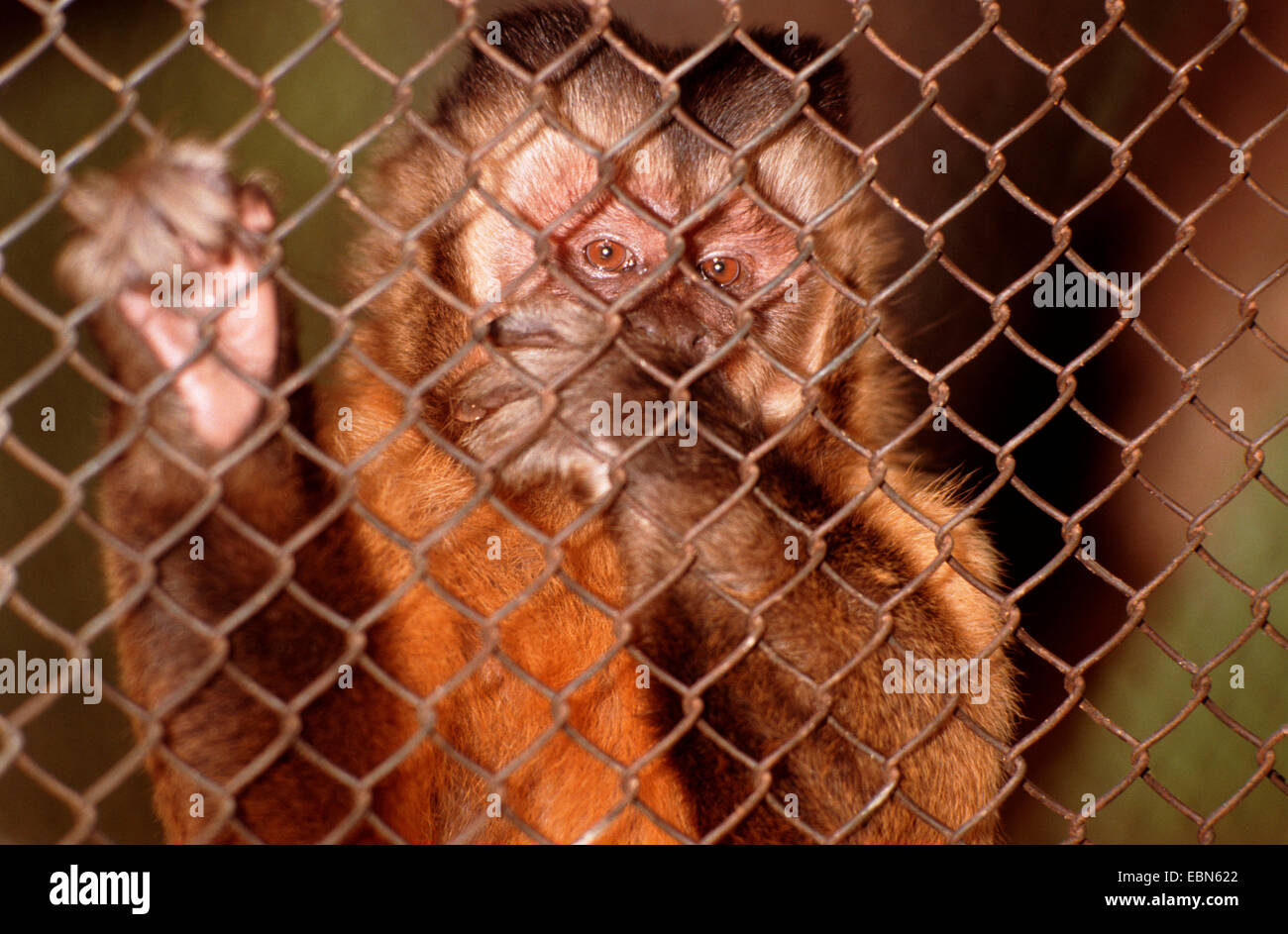 Black-Capped Capuchin, Brown-Capuchin Monkey (Cebus apella), behind a ...