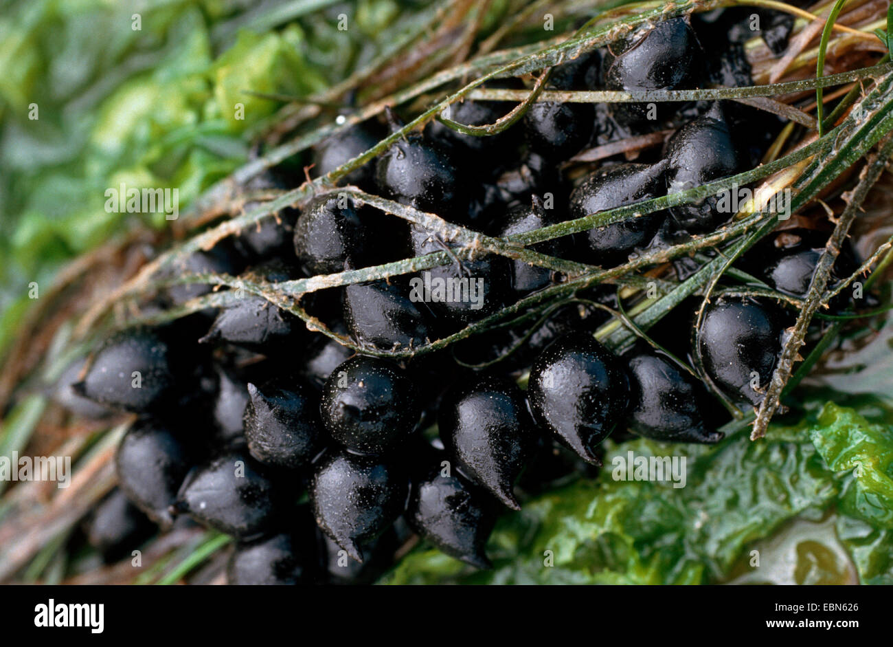 common cuttlefish (Sepia officinalis), eggs Stock Photo - Alamy