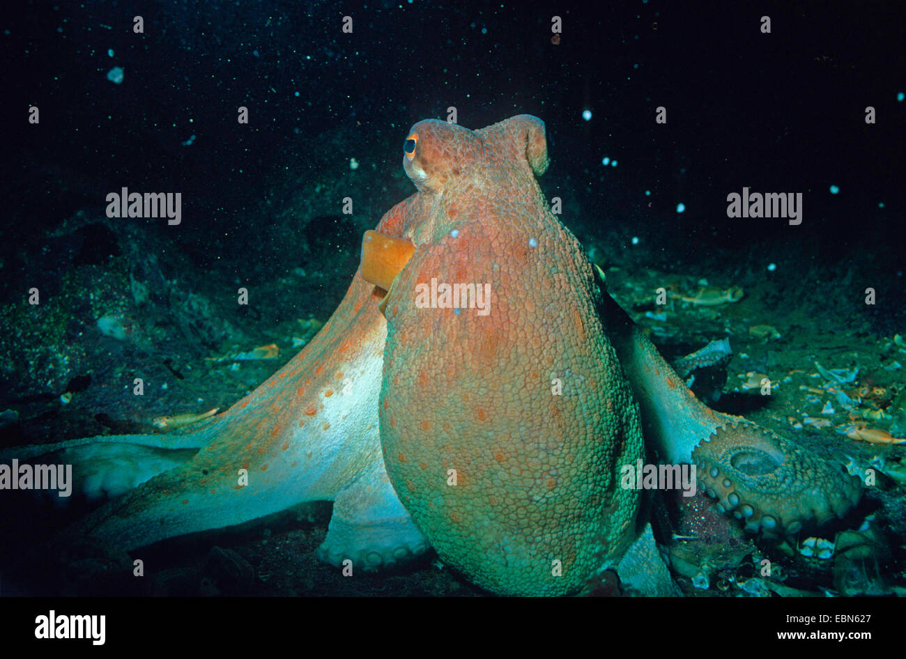 common octopus, common Atlantic octopus, common European octopus ...