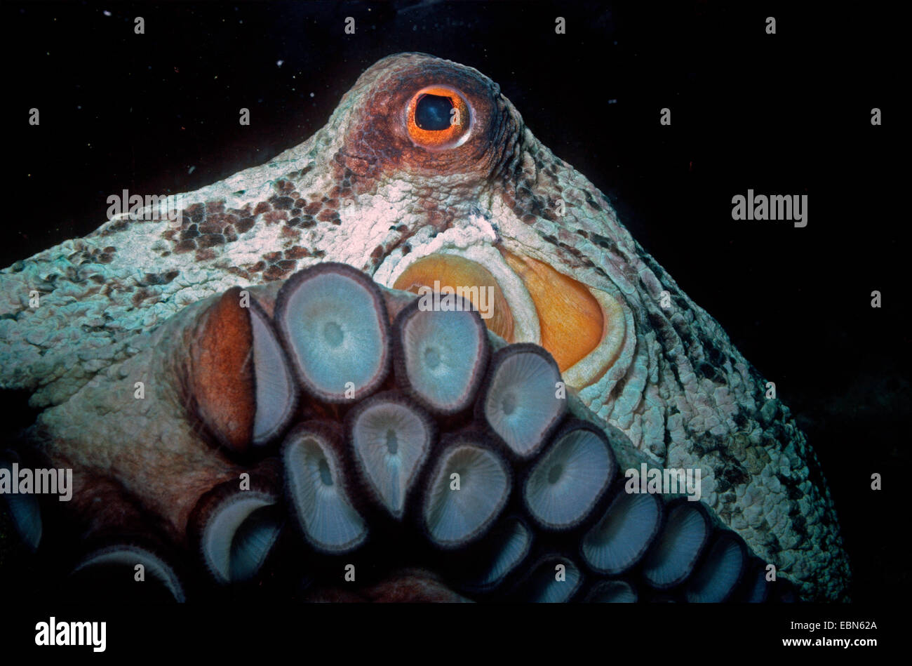 common octopus, common Atlantic octopus, common European octopus ...
