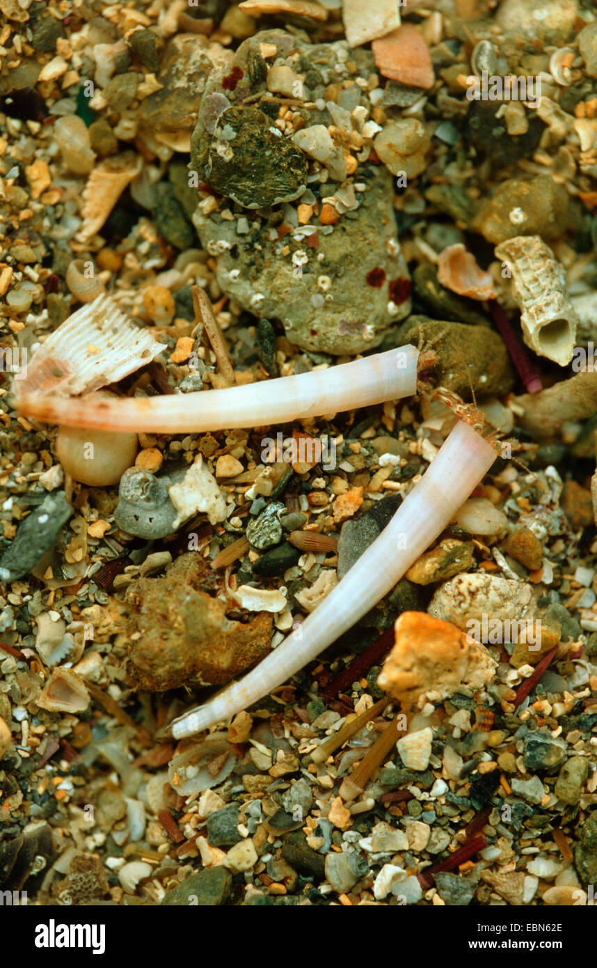 left-handed hermit crabs (Diogenidae), two shells of scaphopods with ...