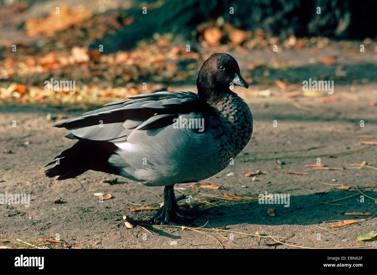 Maned goose hi-res stock photography and images - Alamy