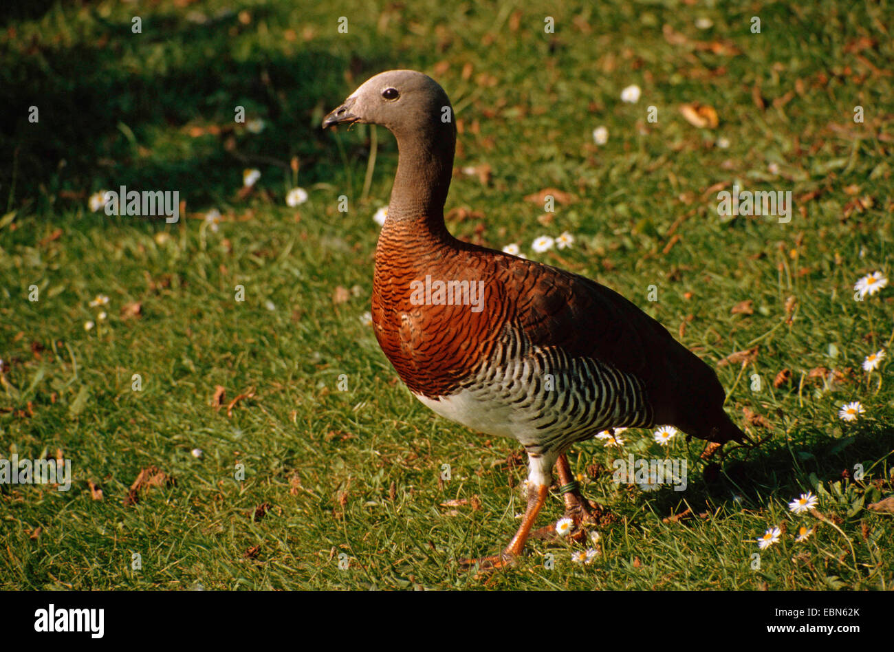 Ashy headed geese chloephaga poliocephala hi-res stock photography and ...