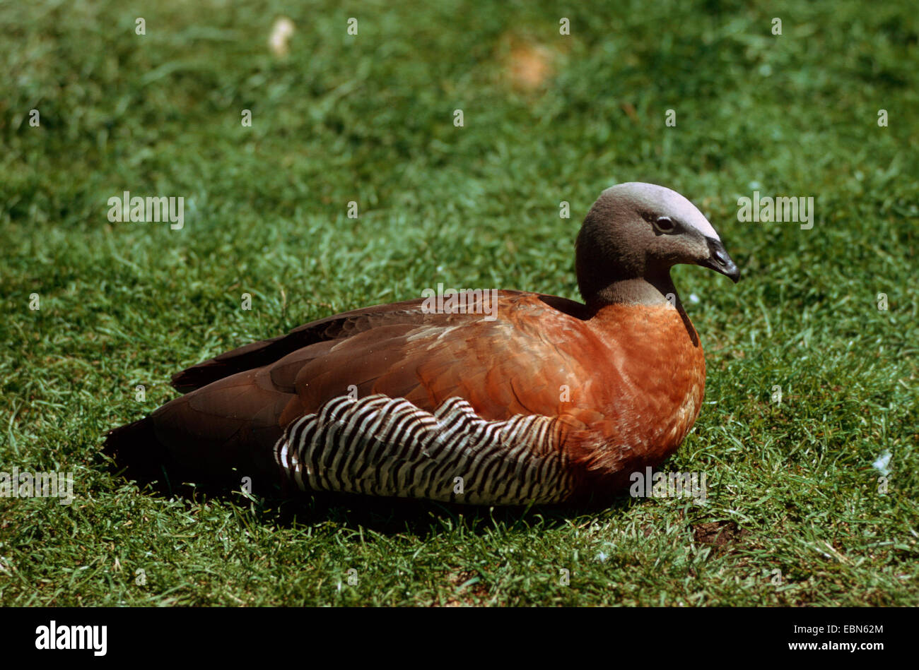 ashy-headed goose (Chloephaga poliocephala), lying in a meadow Stock ...