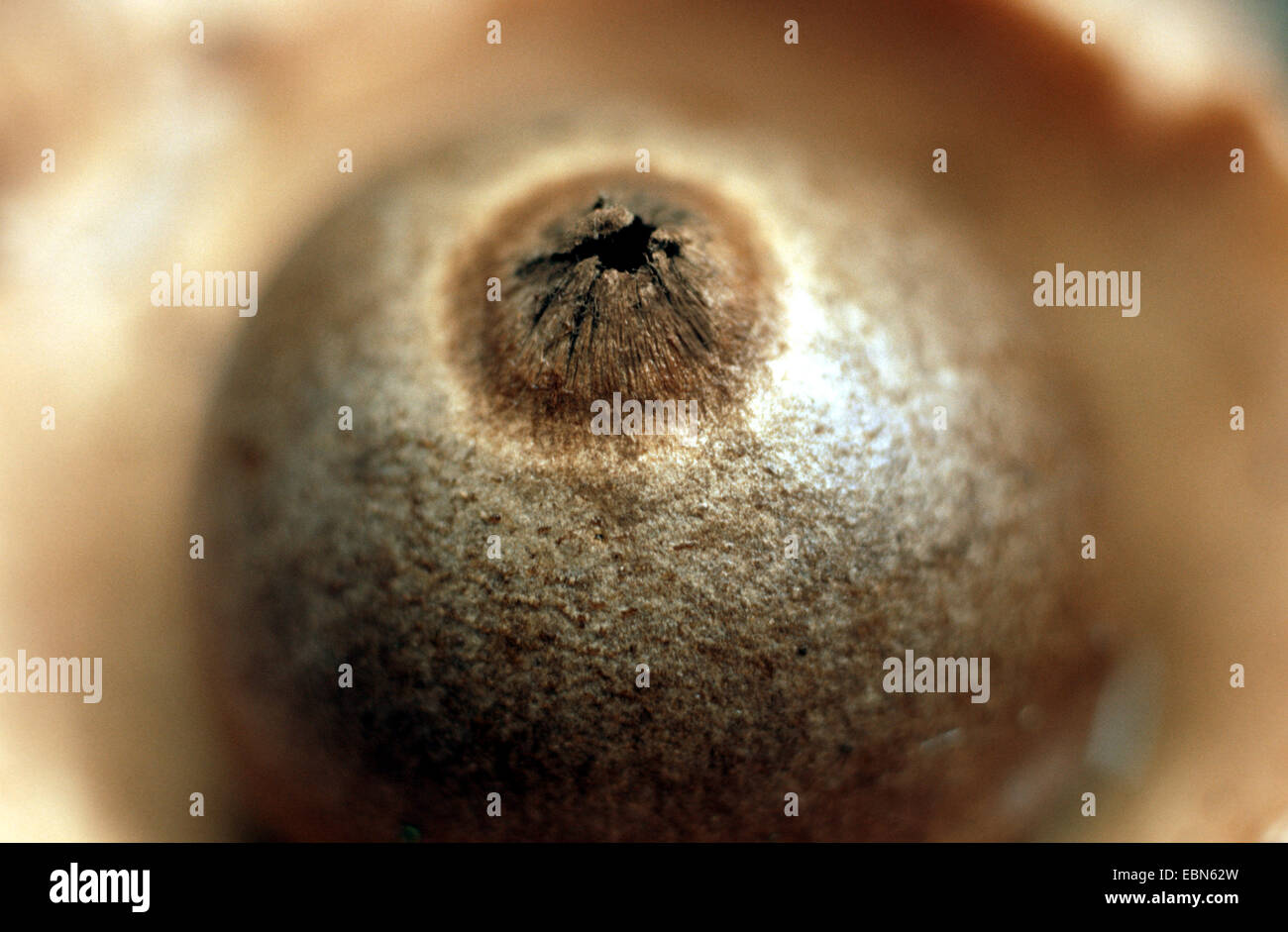 Earthstar fungus detail hi-res stock photography and images - Alamy