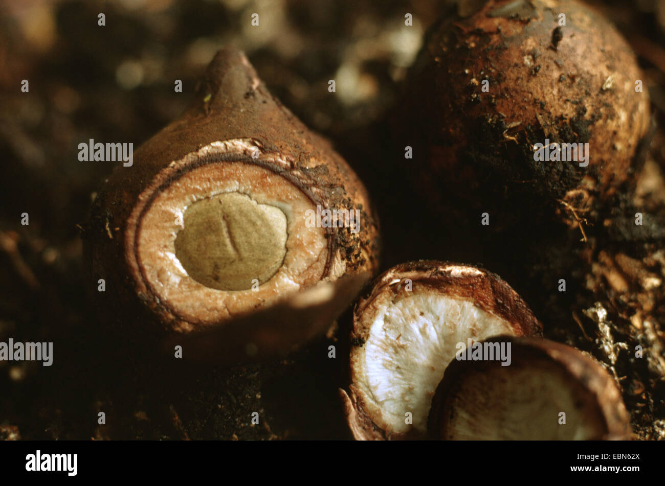 collared earthstar (Geastrum triplex), young fruiting body, cut ...