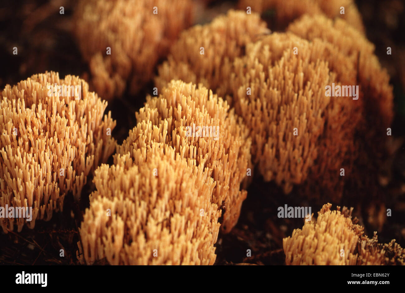 Clavaria fungus mushroom hi-res stock photography and images - Alamy