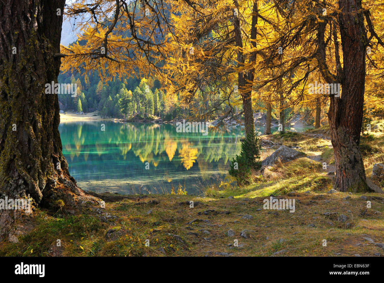 common larch, European larch (Larix decidua, Larix europaea), Larch ...