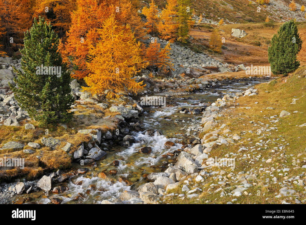 Larch trees in fall colour hi-res stock photography and images - Alamy