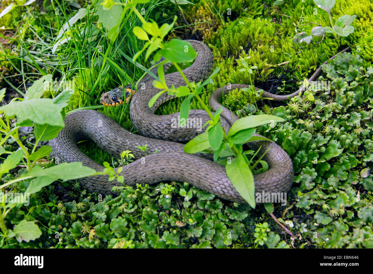 grass snake (Natrix natrix), female, Germany, Bavaria, Isental Stock ...