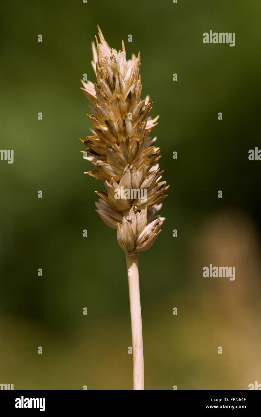 Vertical triticum aestivum hi-res stock photography and images - Alamy