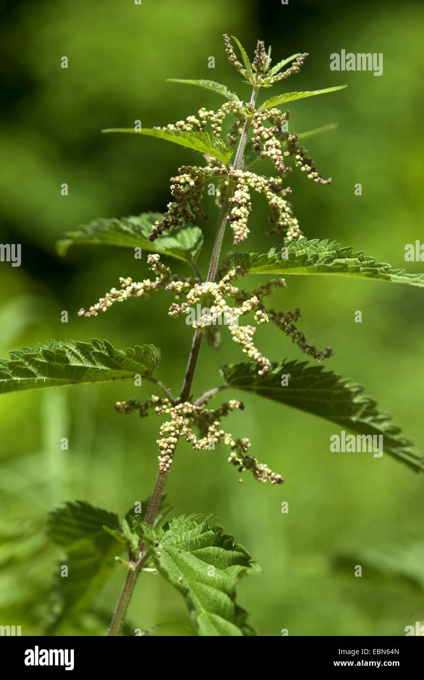 stinging nettle (Urtica dioica), blooming, Germany Stock Photo - Alamy