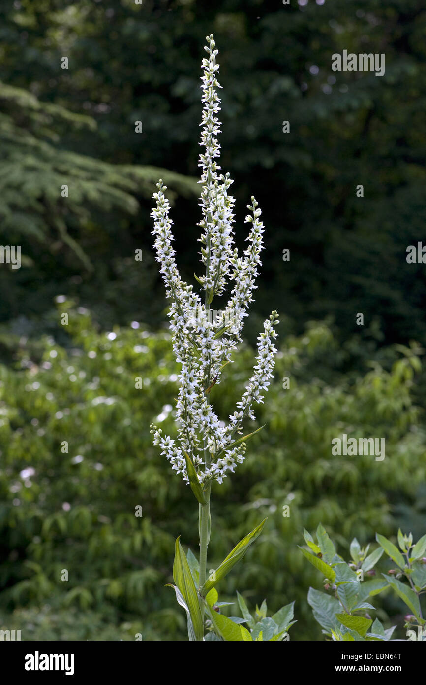 false helleborine, white hellebore (Veratrum album subsp. album), blooming, Switzerland Stock ...