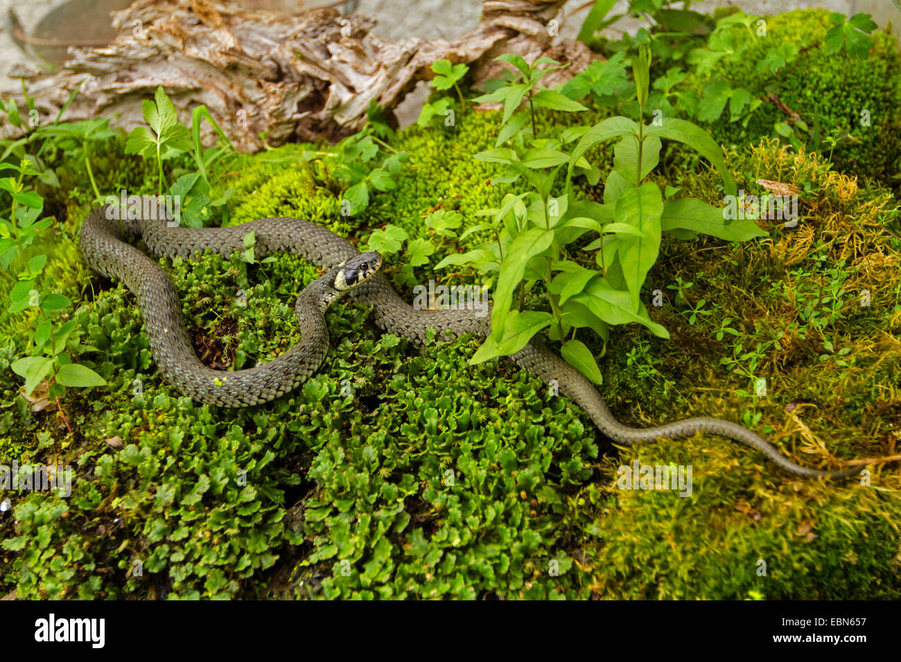 grass snake (Natrix natrix), female, Germany Stock Photo - Alamy