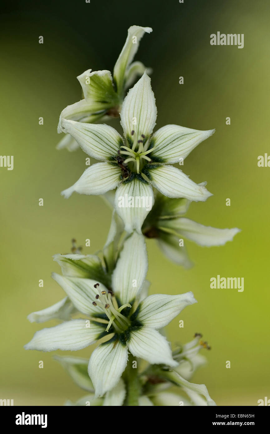 false helleborine, white hellebore (Veratrum album subsp. album), flowers, Switzerland Stock ...