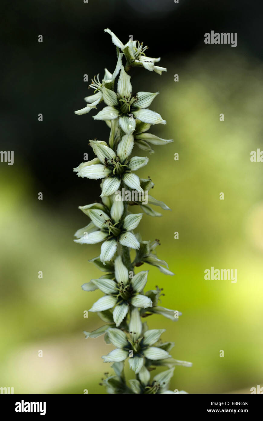 false helleborine, white hellebore (Veratrum album subsp. album), inflorescence, Switzerland ...