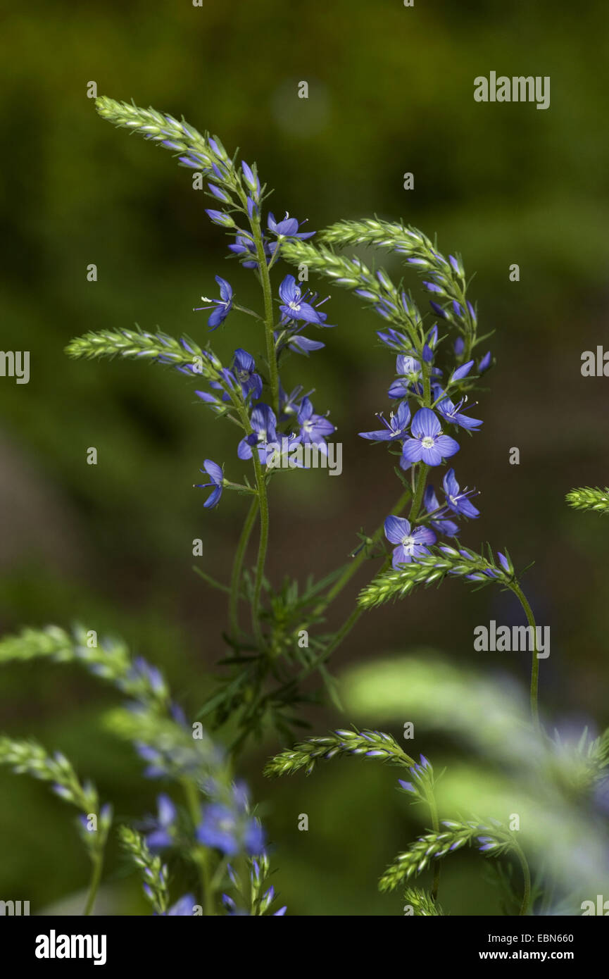 Large Speedwell High Resolution Stock Photography and Images - Alamy