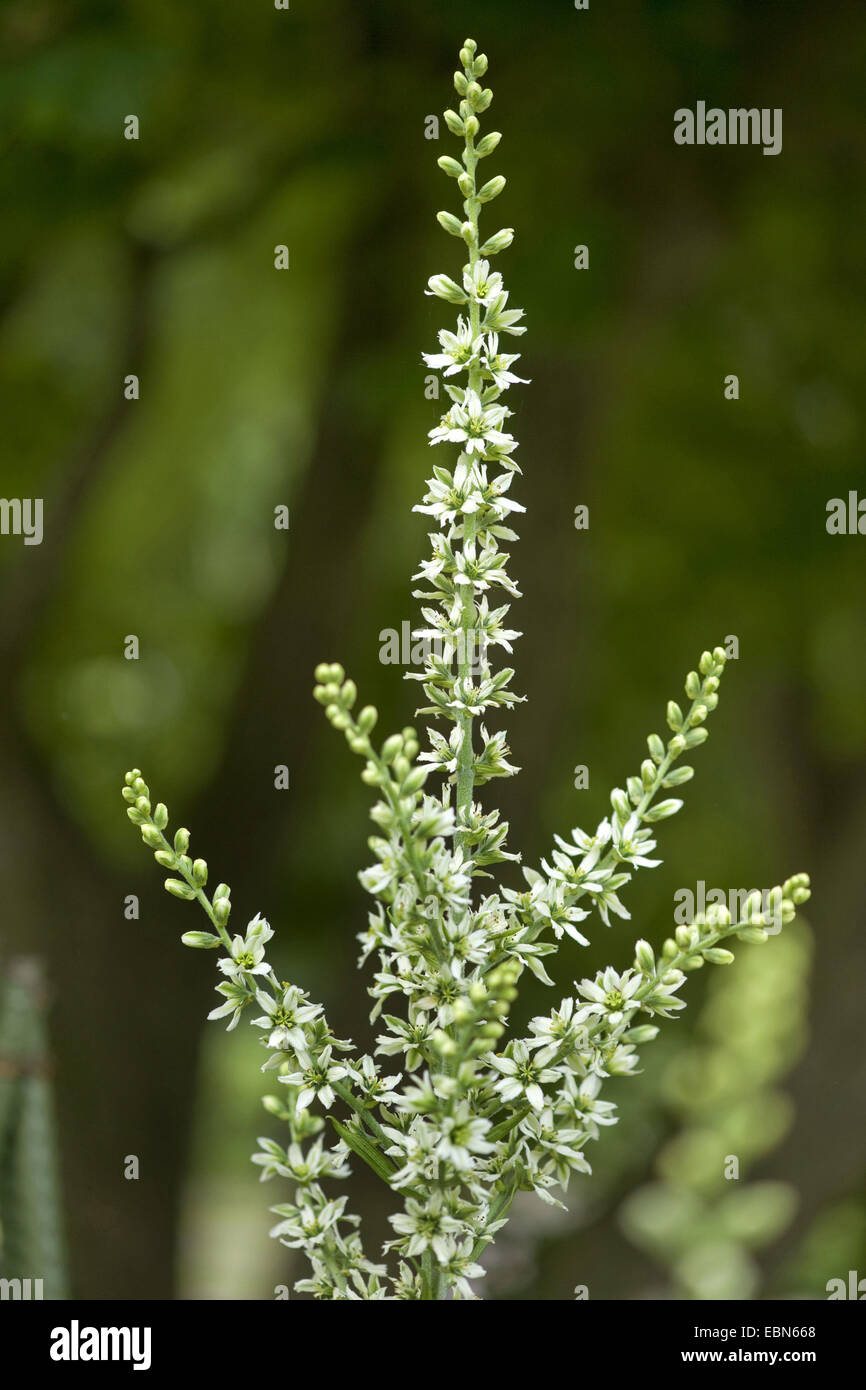 false helleborine, white hellebore (Veratrum album subsp. album), inflorescence, Switzerland ...
