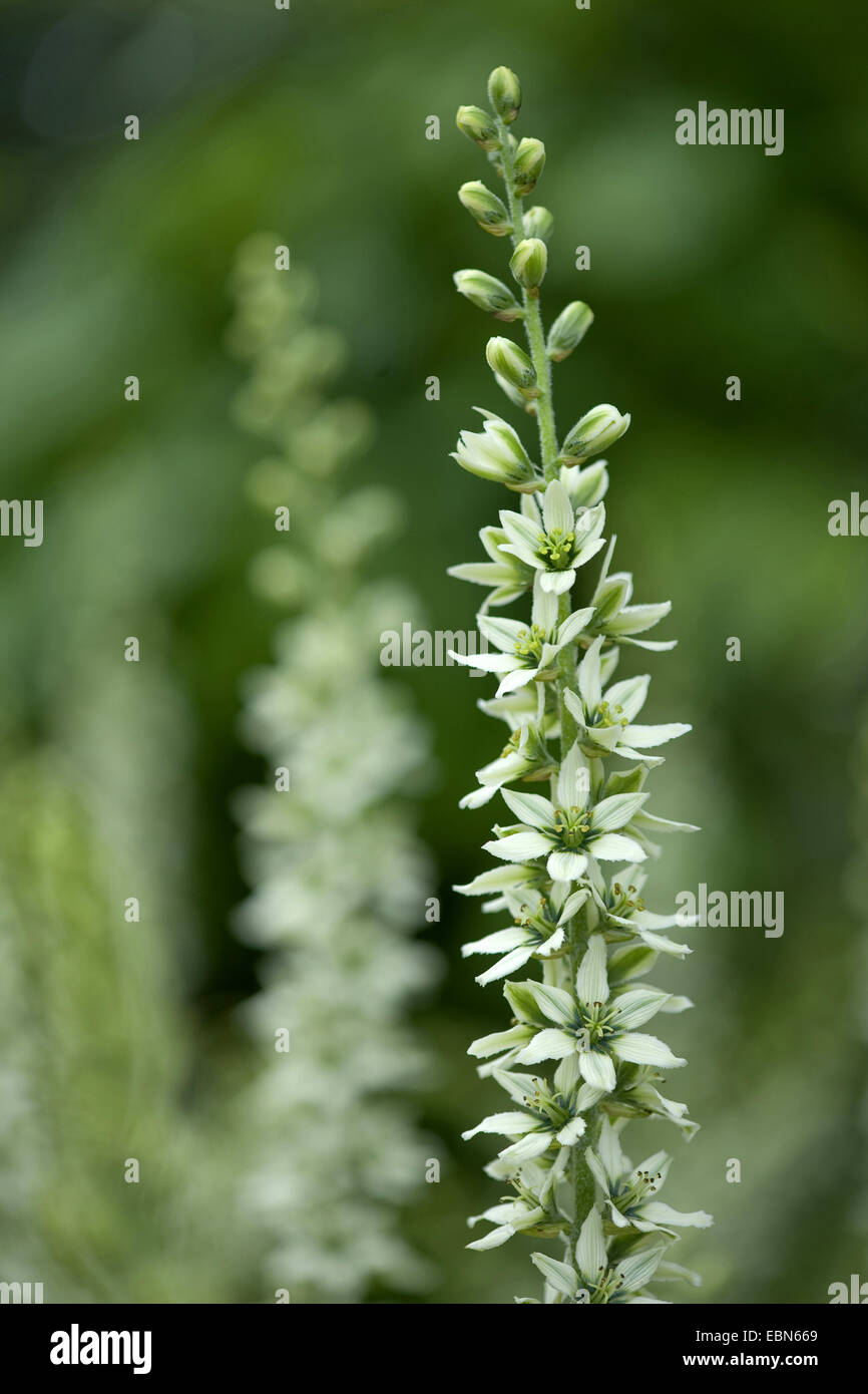 false helleborine, white hellebore (Veratrum album subsp. album), inflorescence, Switzerland ...