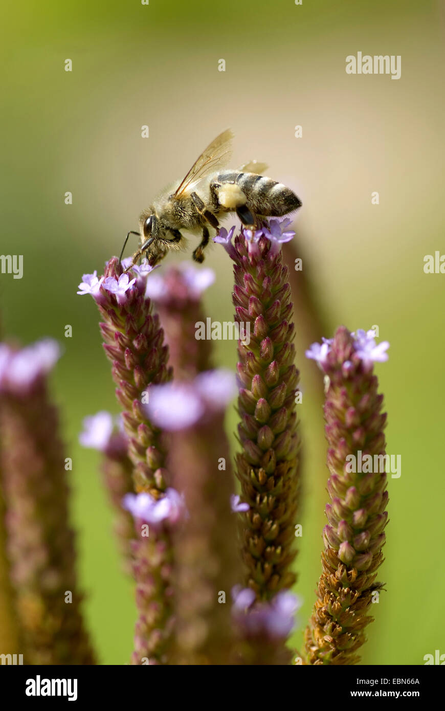 Tall vervain (Verbena bonariensis), with bee Stock Photo - Alamy