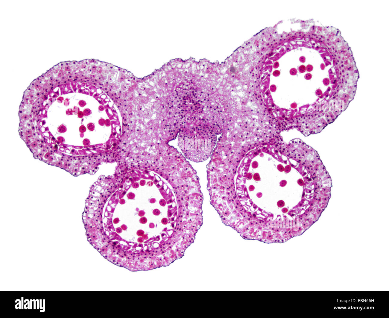Cross Section Of The Stamen High Resolution Stock Photography and ...