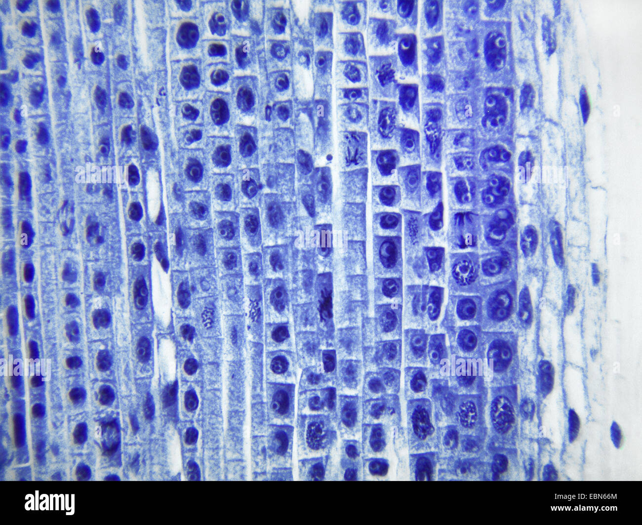 Mitosis prophase hi-res stock photography and images - Alamy