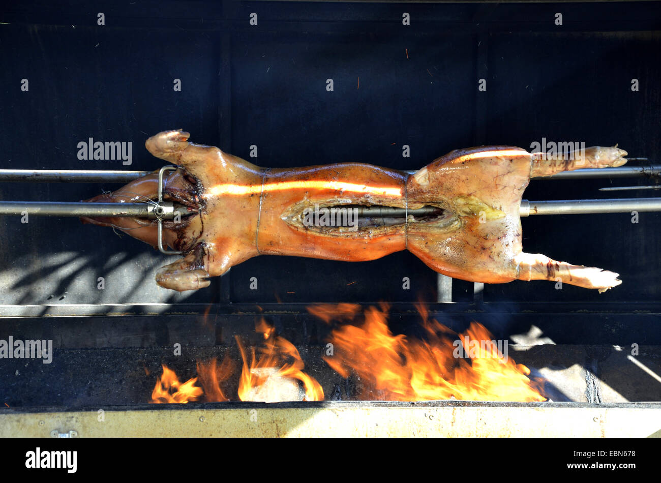 domestic pig (Sus scrofa f. domestica), sucking-pig grilling over fire ...