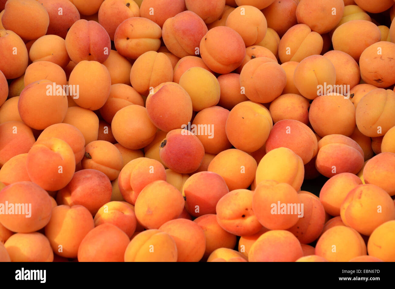 apricot tree (Prunus armeniaca), mature fruits, France, Brittany Stock ...