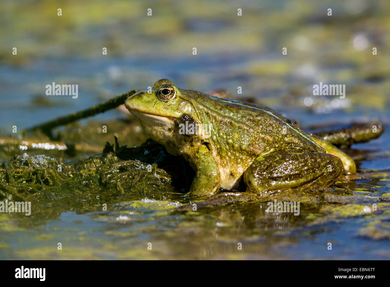 marsh frog, lake frog (Rana ridibunda, Pelophylax ridibundus ...