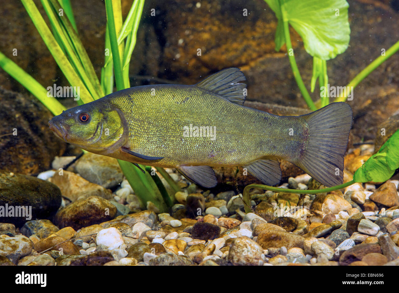 tench (Tinca tinca), female, Germany Stock Photo - Alamy