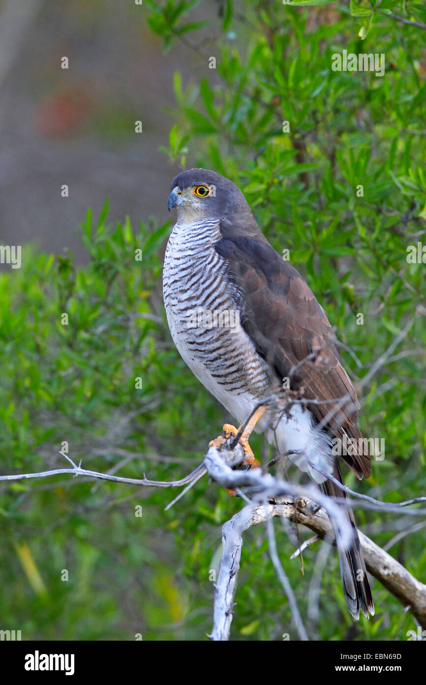 Female Goshawk In Trees