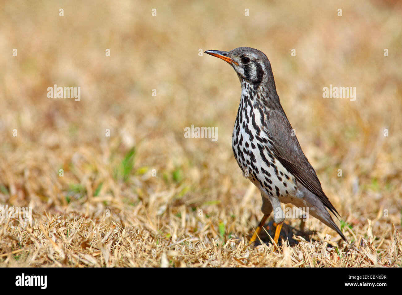 African thrush hi-res stock photography and images - Alamy