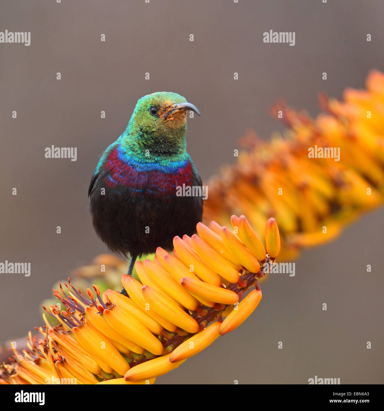 Sunbirds of southern africa hi-res stock photography and images - Alamy