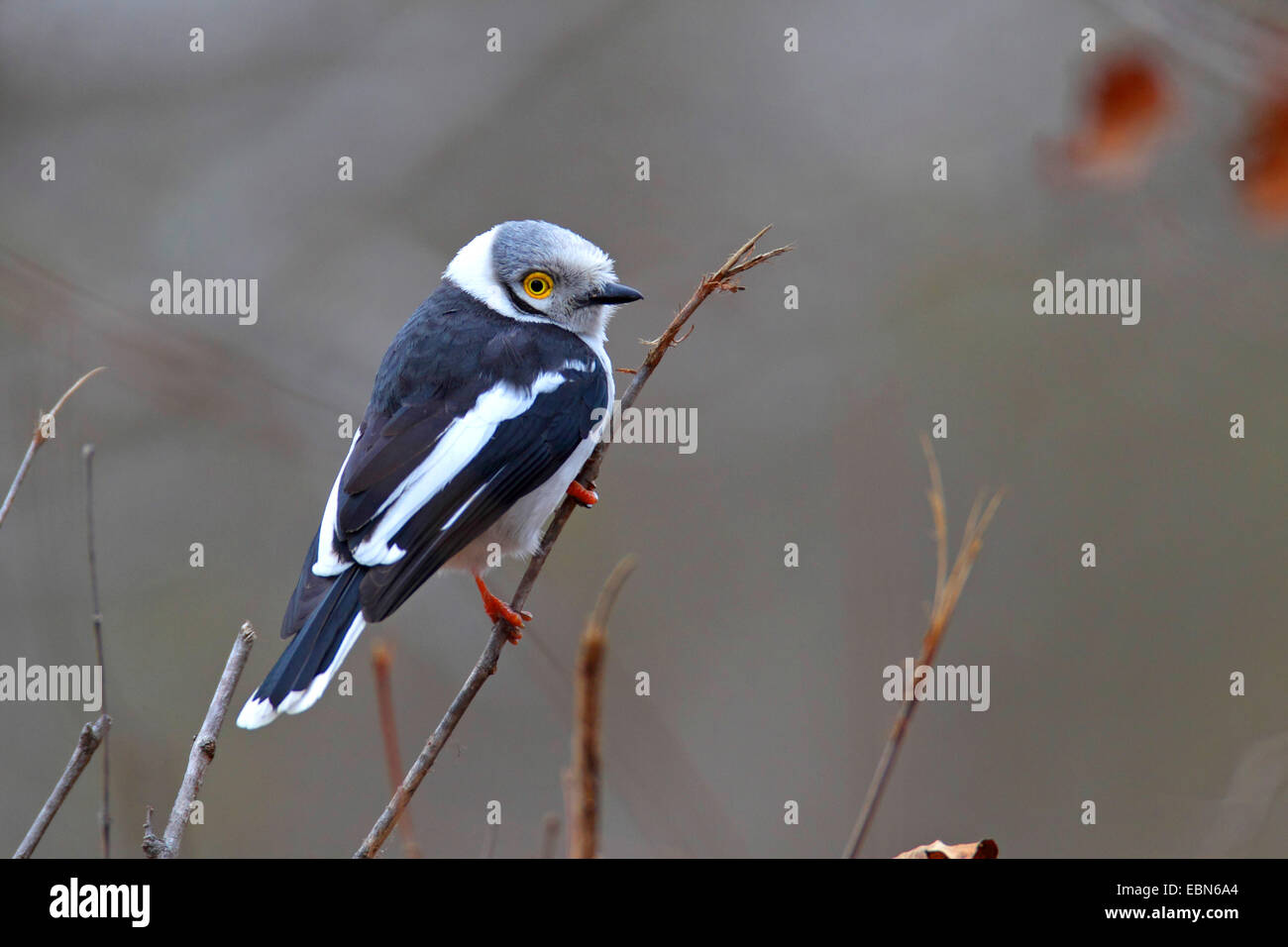 Long-crested helmet shrike (Prionops plumata), sitting in a bush, South ...