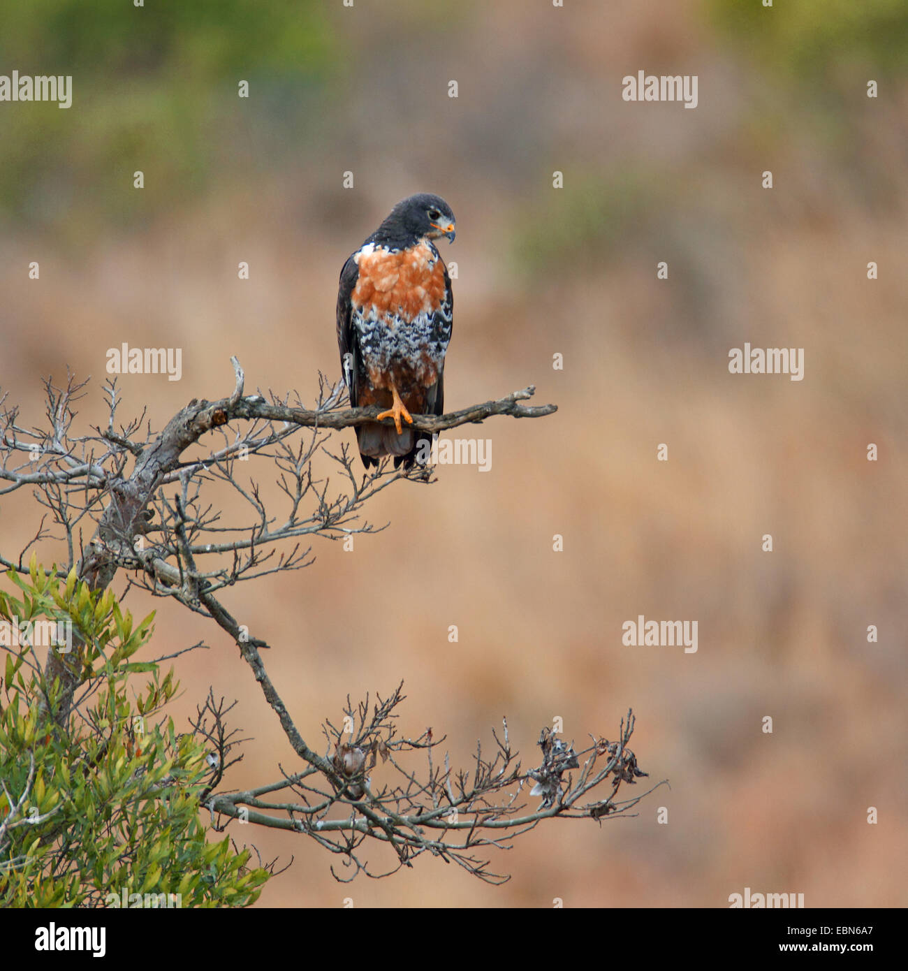 Jackal buzzard, Augur buzzard (Buteo rufofuscus), sitting on a tree ...