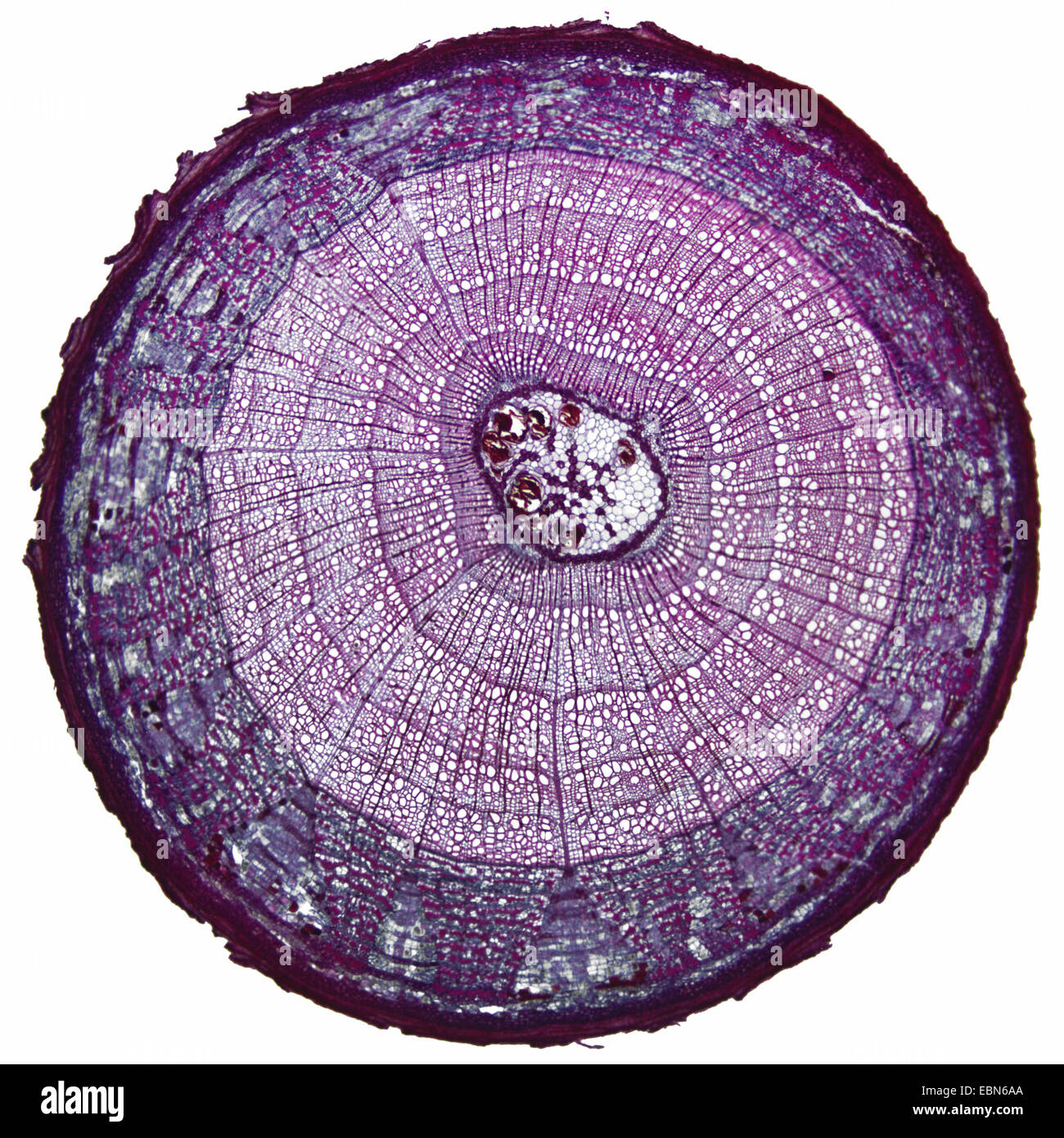 Cross section of a stem hi-res stock photography and images - Alamy