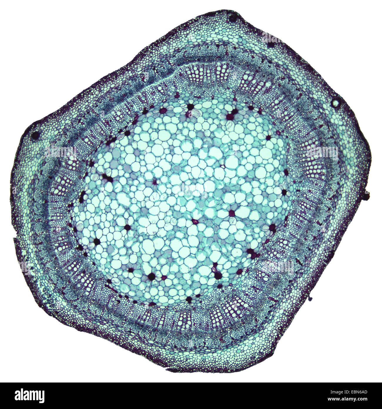 Light microscope cross section stem hi-res stock photography and images ...