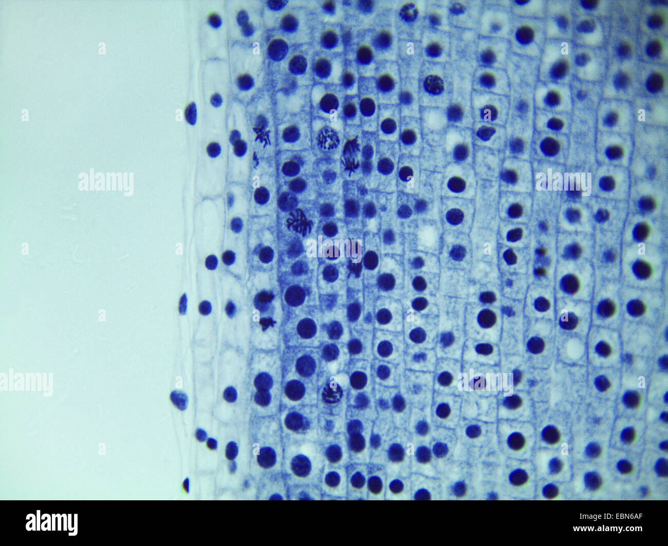 Prophase hi-res stock photography and images - Alamy