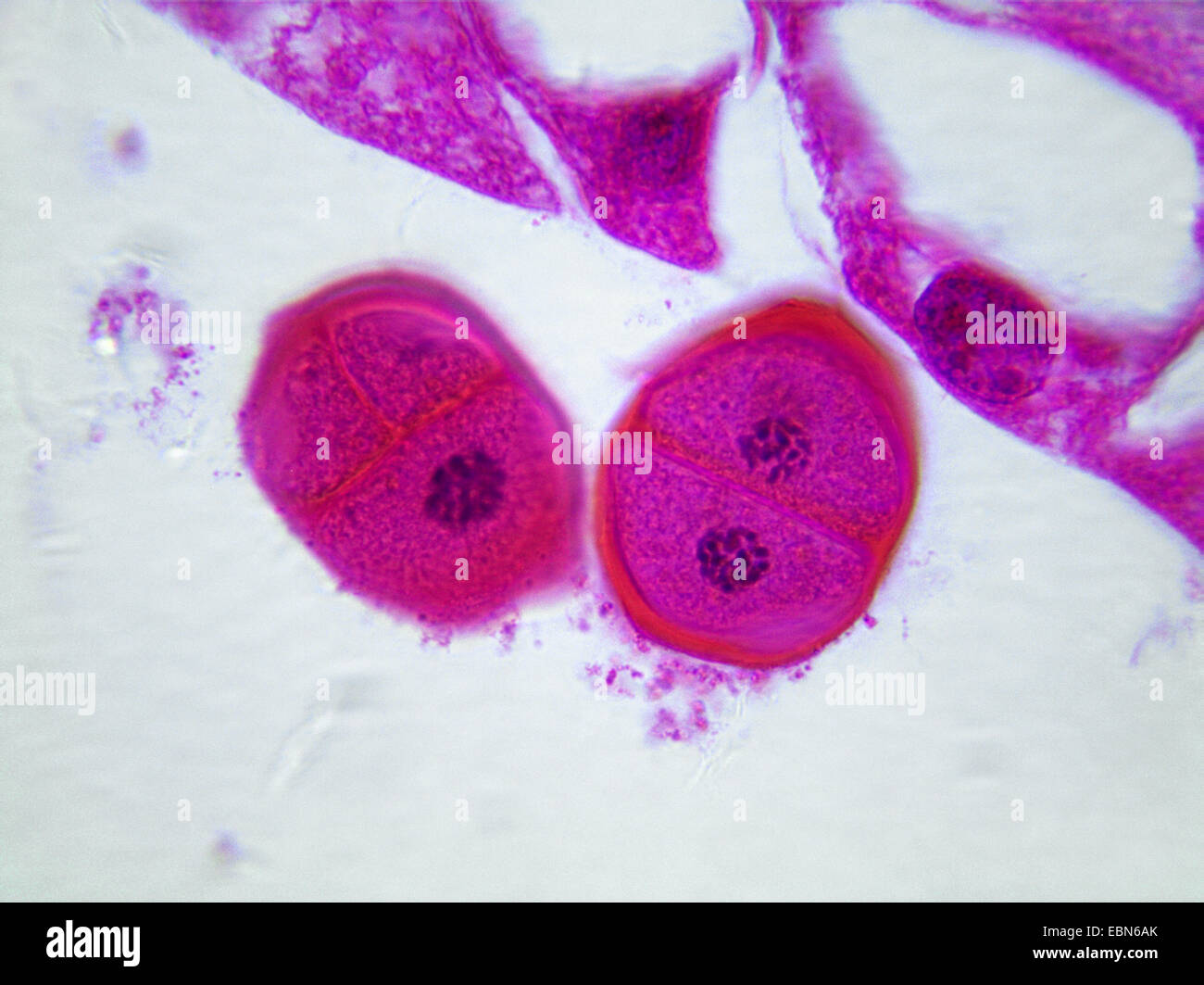 lily (Lilium spec.), cross section of the stamen of an lily with cell ...
