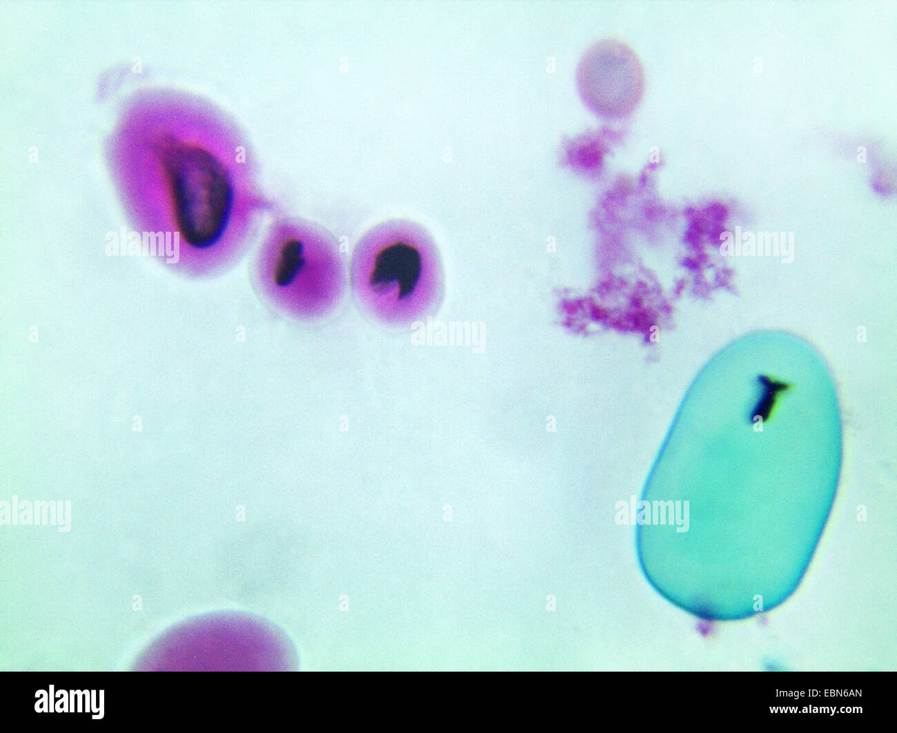 Potato cell hi-res stock photography and images - Alamy