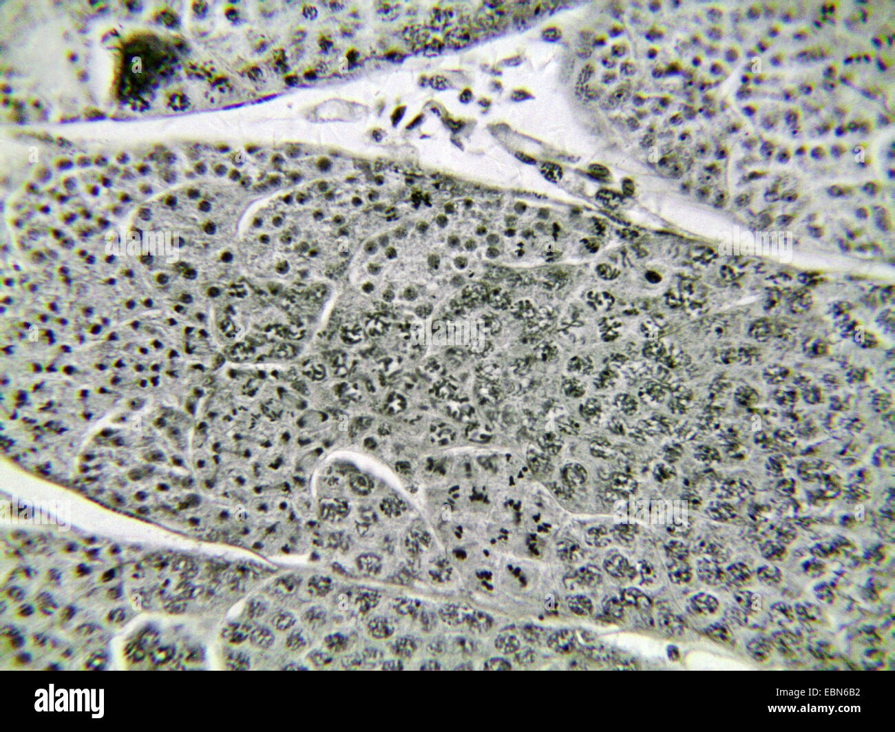 cross section of a testicle of a grasshopper, spermatogenesis, 400 x ...