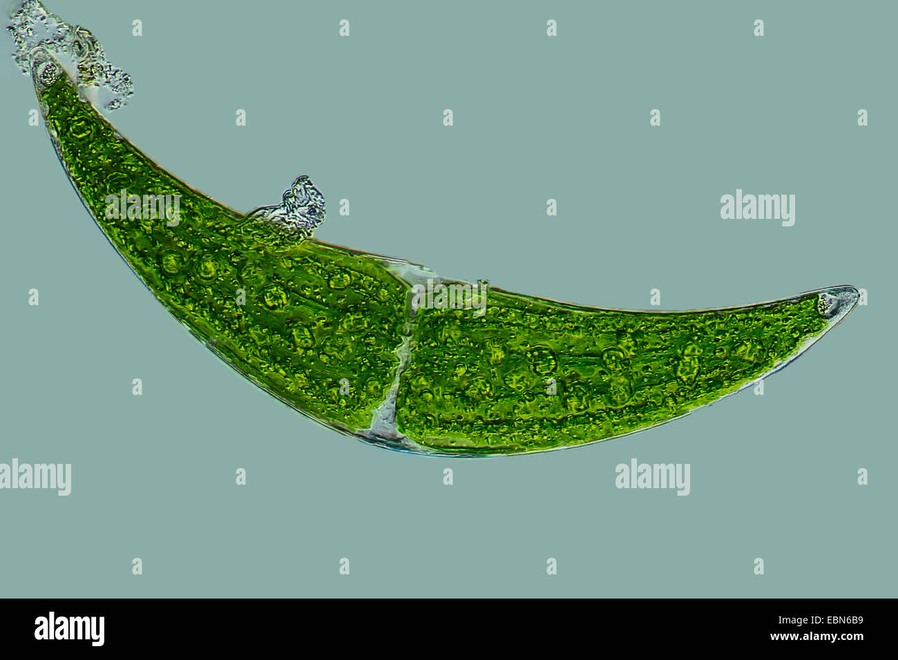 Closterium (Closterium spec.), in differential interference contrast ...